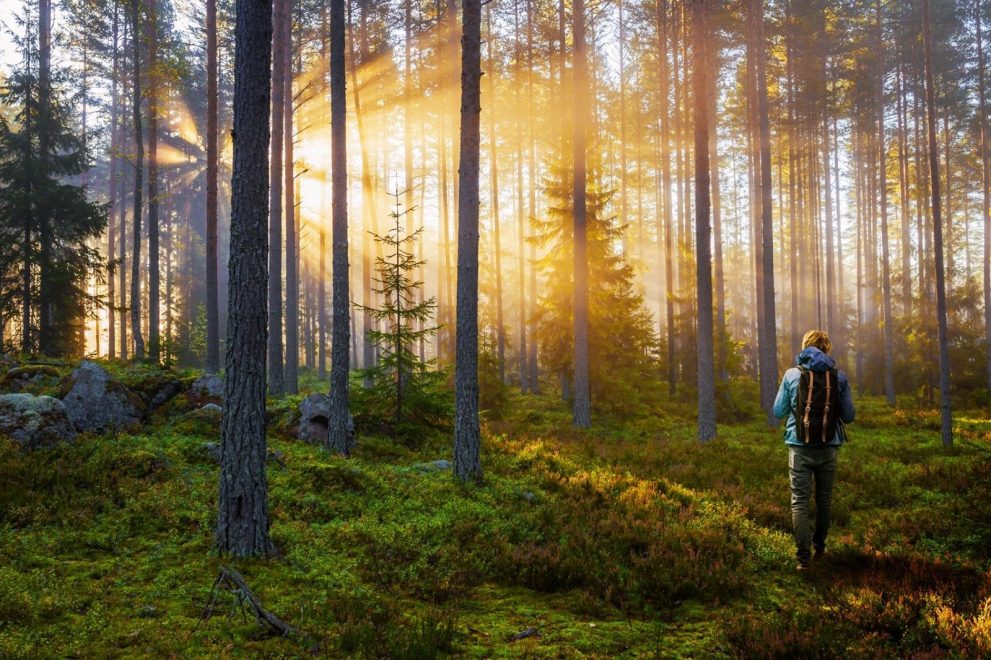 Nordijske suvremene i moderne drvene kuće | Honka brvnare