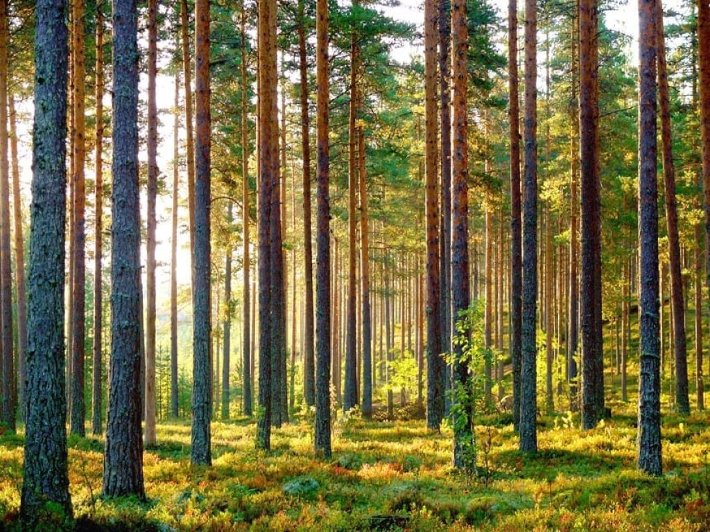 Finnish pine - a natural choice - Honka