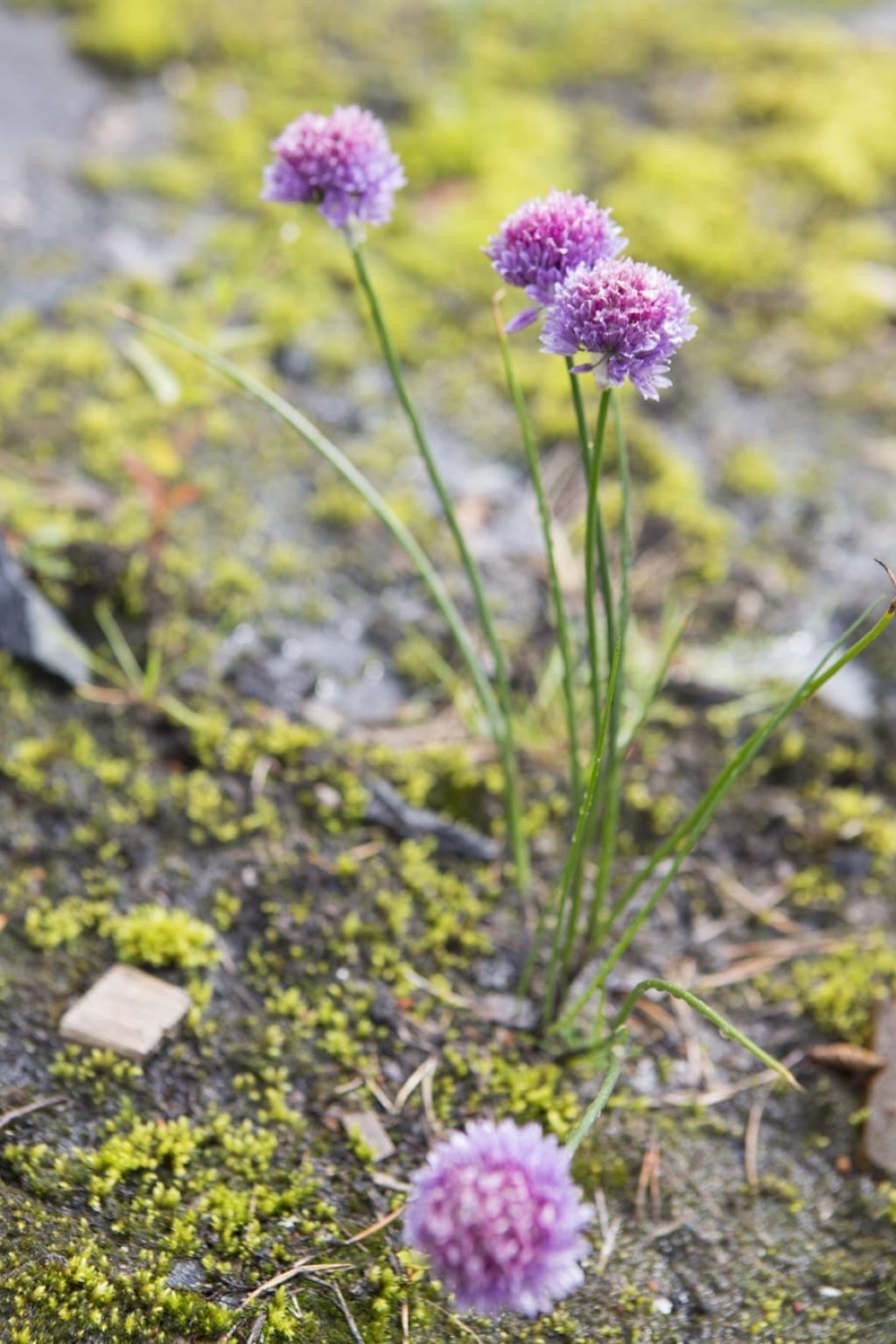 On the edge of gray - Color inspiration from nature - Honka
