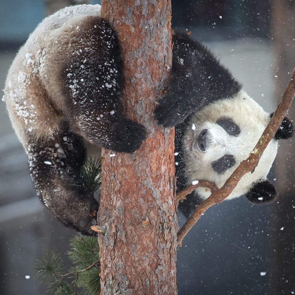 We are fighting climate change together with Ailo the reindeer - Honka